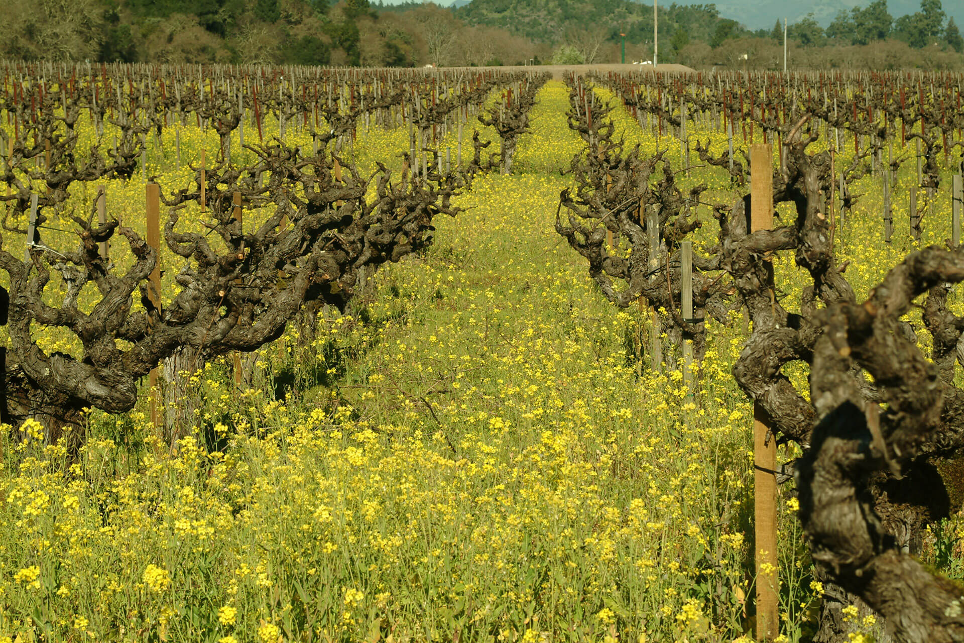 Discovering Zinfandel Gold - California Zinfandel Trail